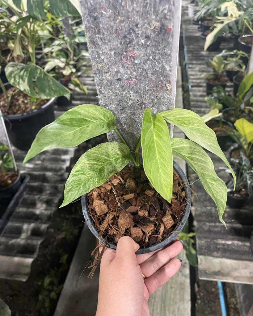 Monstera Laniata Variegated 6" (3-4 Leaves) | Rare Monstera Greenboog