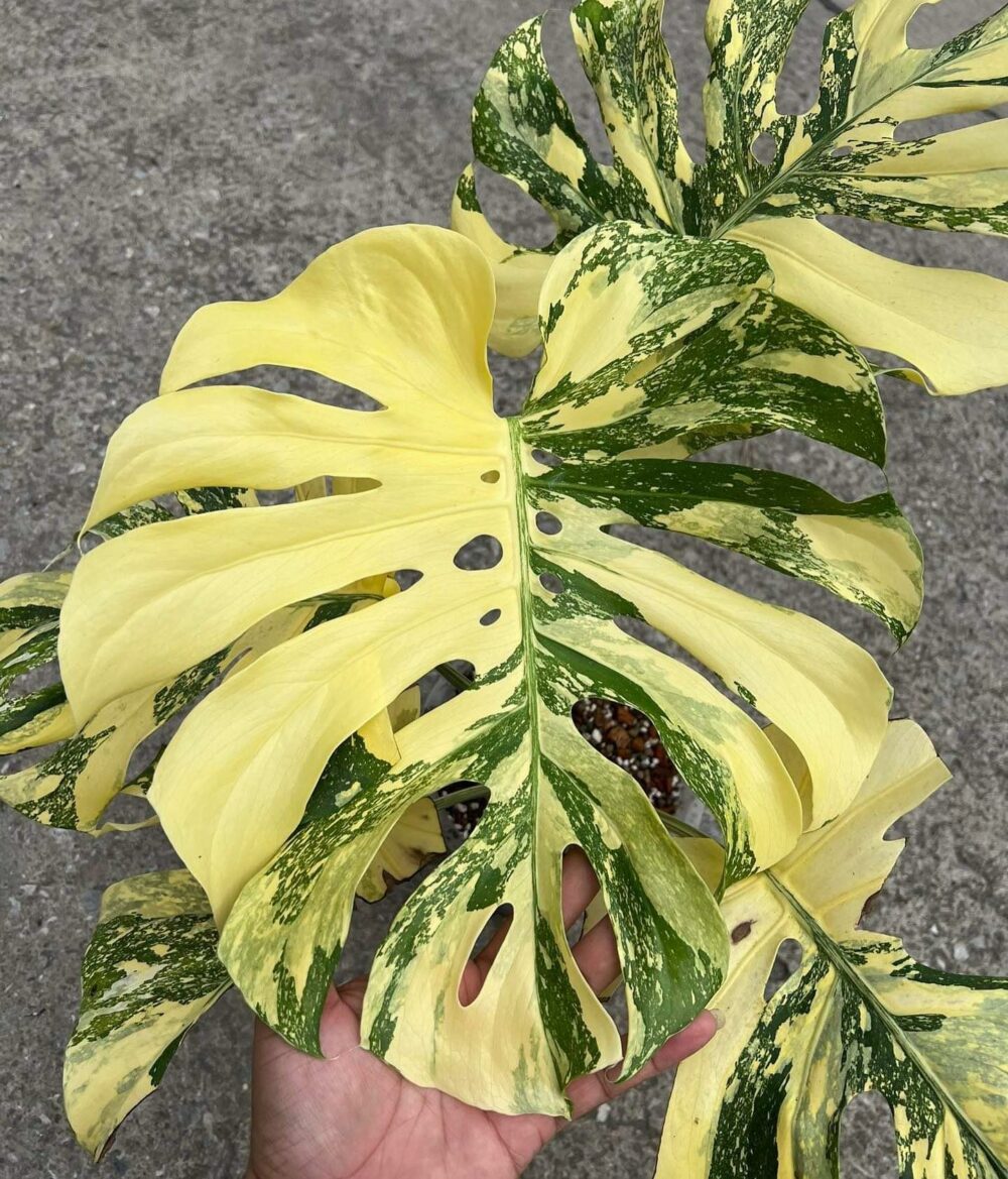 4 Signs Your Monstera Thai Constellation Is Thriving!