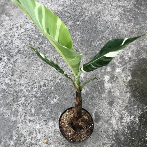 Musa Florida Variegated from Thailand 6" Pot Priced from Only $55