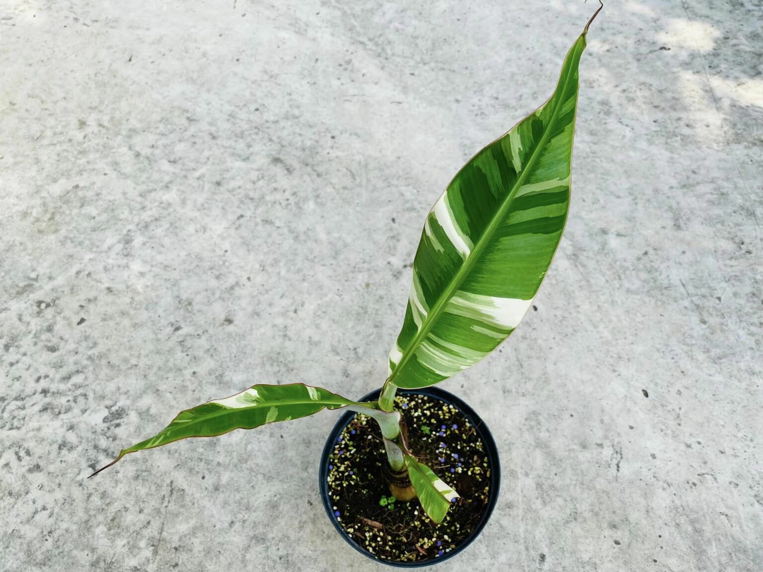 Musa Florida Variegated from Thailand 6" Pot Priced from Only $55