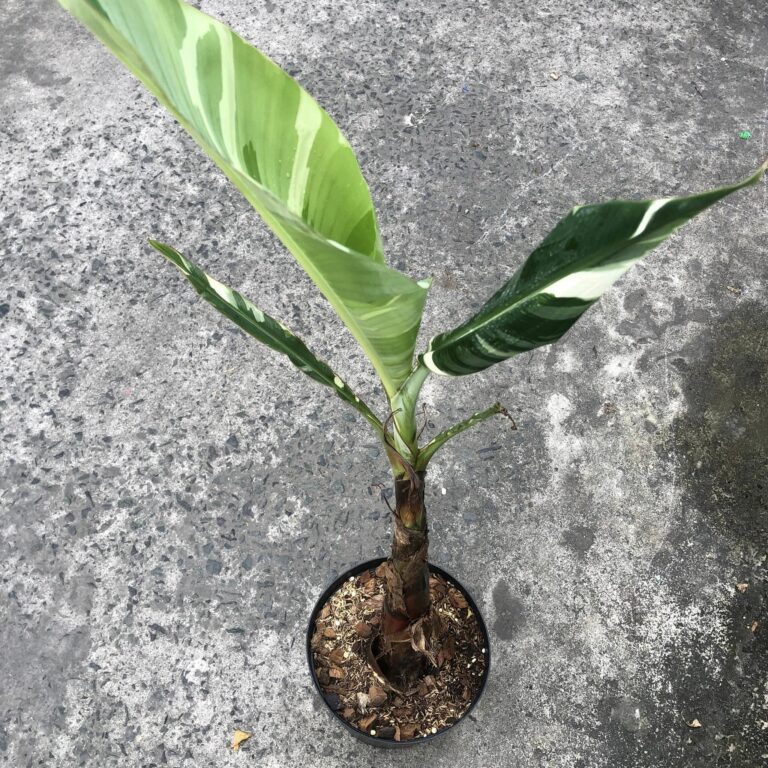 Musa Florida Variegated from Thailand 6" Pot Priced from Only $55