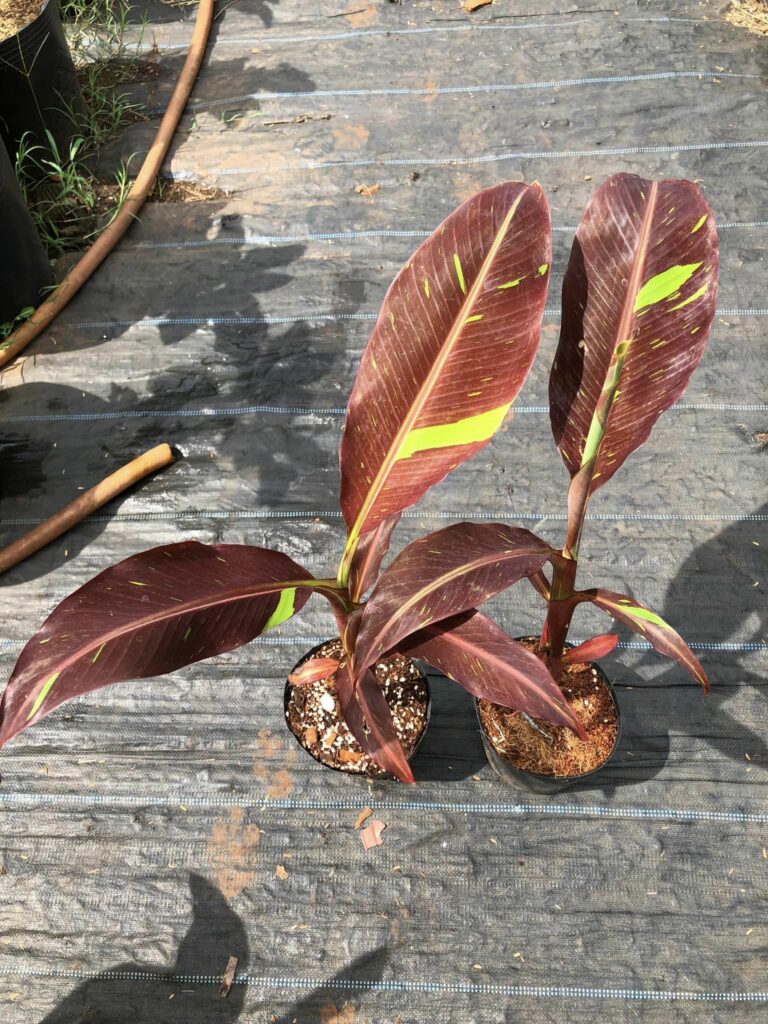 Buy Musa Siam Ruby 6" Pot from Thailand - Amazing Price Deal