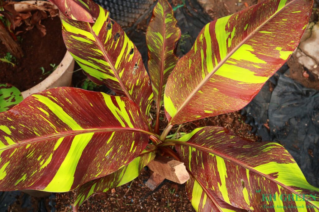 Buy Musa Siam Ruby 6" Pot from Thailand - Amazing Price Deal