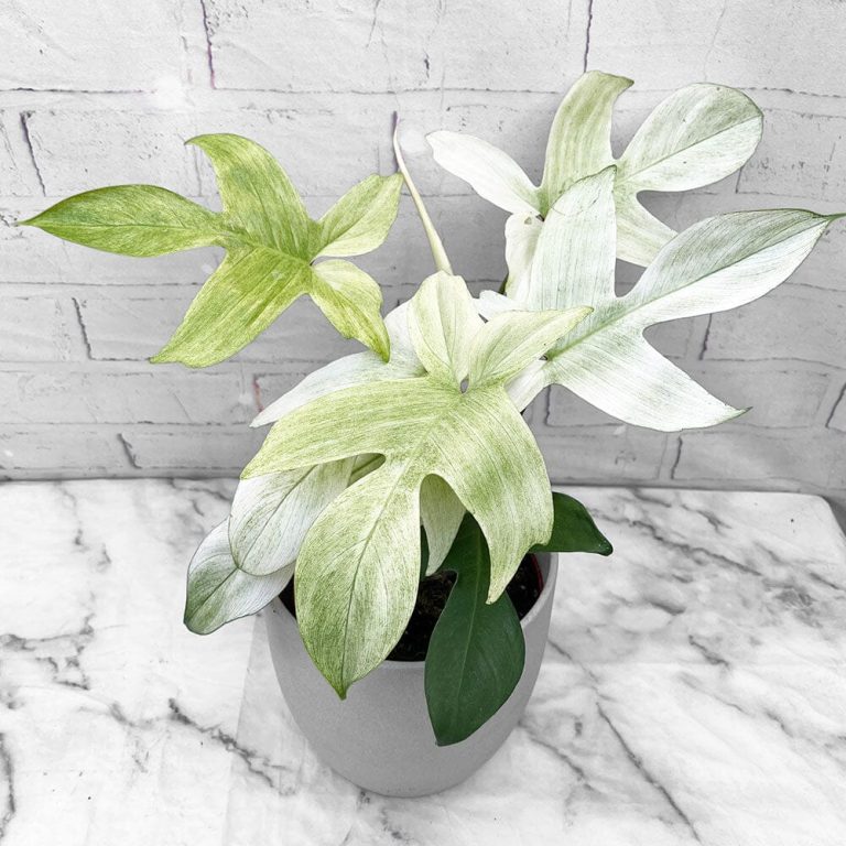 Philodendron Florida Ghost: Ultimate Care Guide, Propagation & Benefits