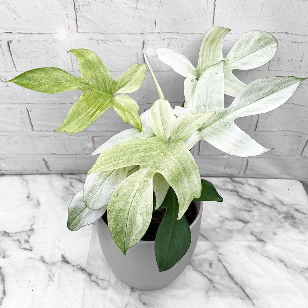 Philodendron Florida Ghost: Ultimate Care Guide, Propagation & Benefits