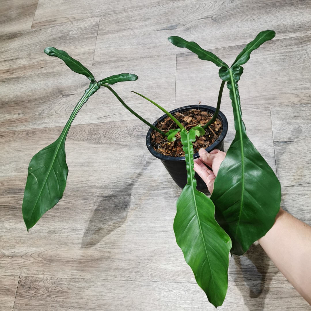 4 Rare Traits of Philodendron Joepii You'll Love | Greenboog