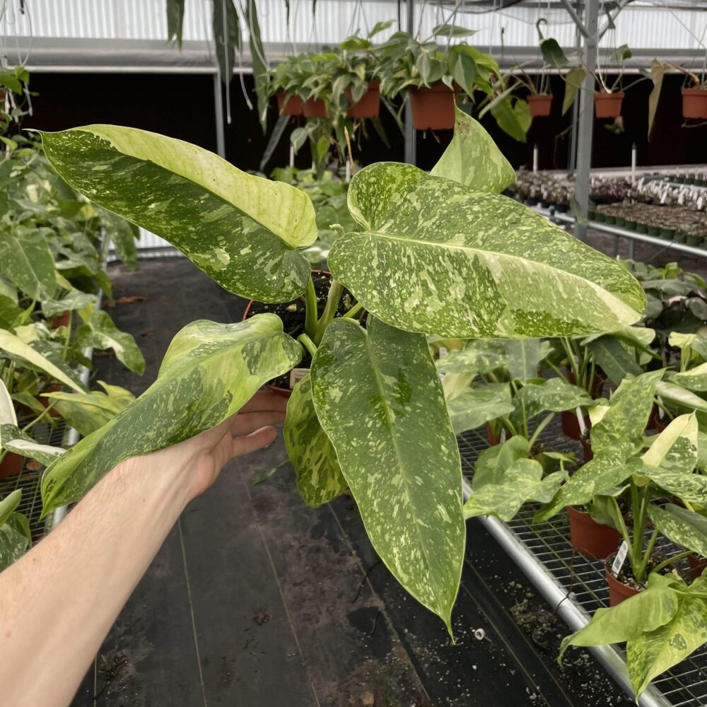 7 Fascinating Facts About Philodendron Jose Buono