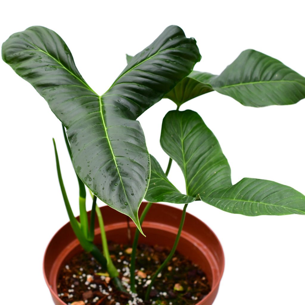 7 Easy Steps to Revive a Wilting Philodendron Lupinum