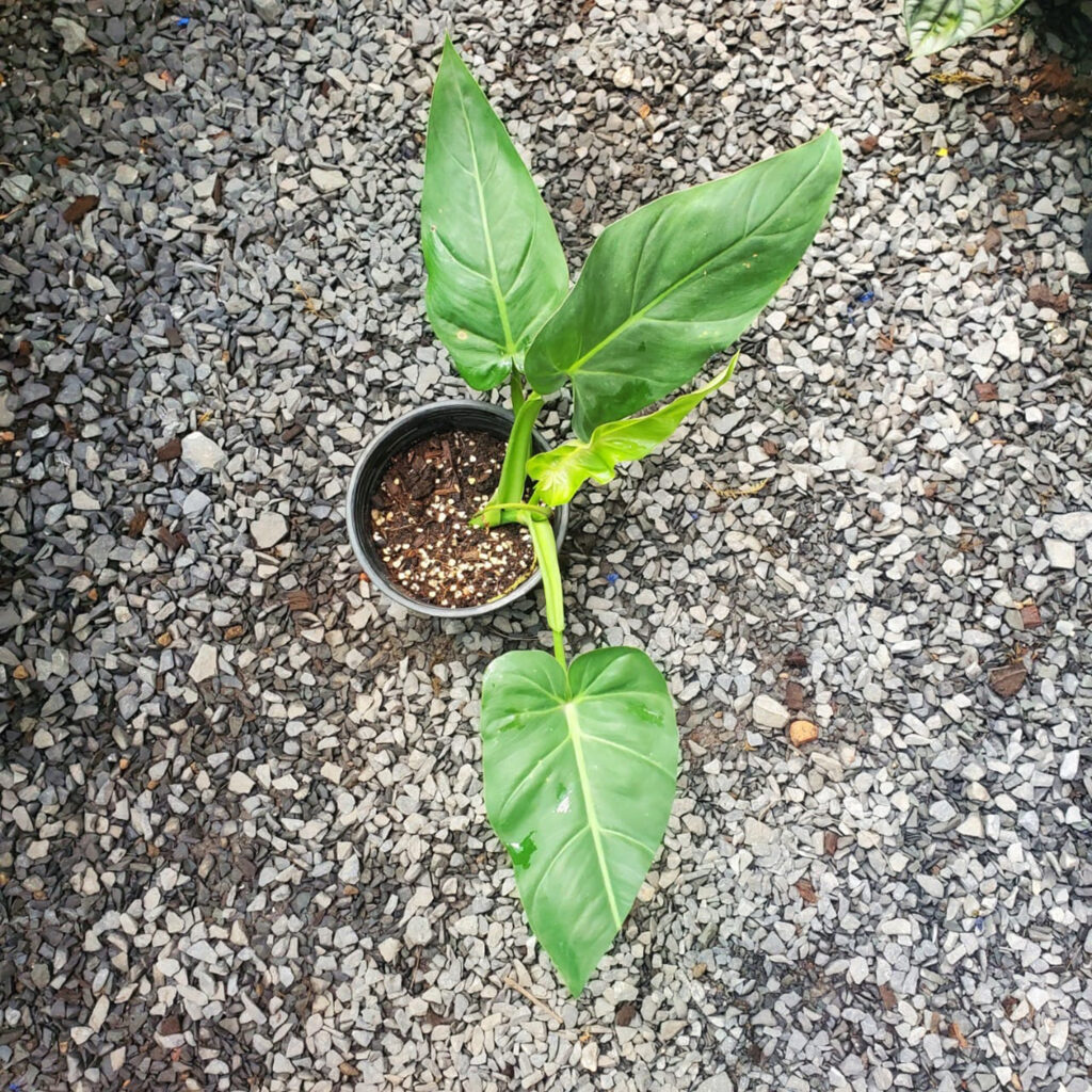Philodendron Maximum 5" Pot | Giant Aroid | Greenboog