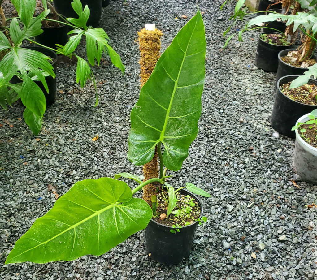 Philodendron Maximum 5" Pot | Giant Aroid | Greenboog