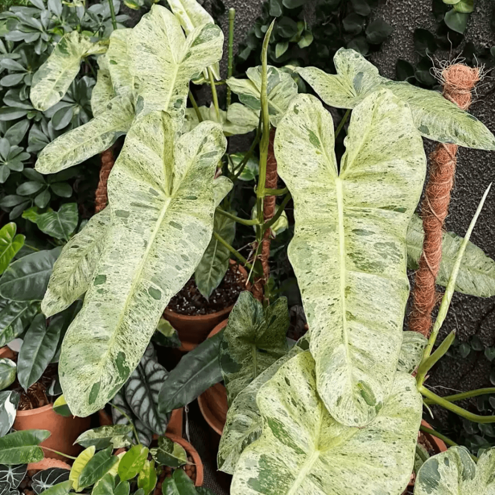 Philodendron Paraiso Verde: 5 Secrets to Perfect Growth