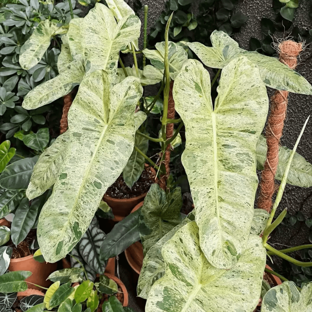 Philodendron Paraiso Verde: 5 Secrets to Perfect Growth