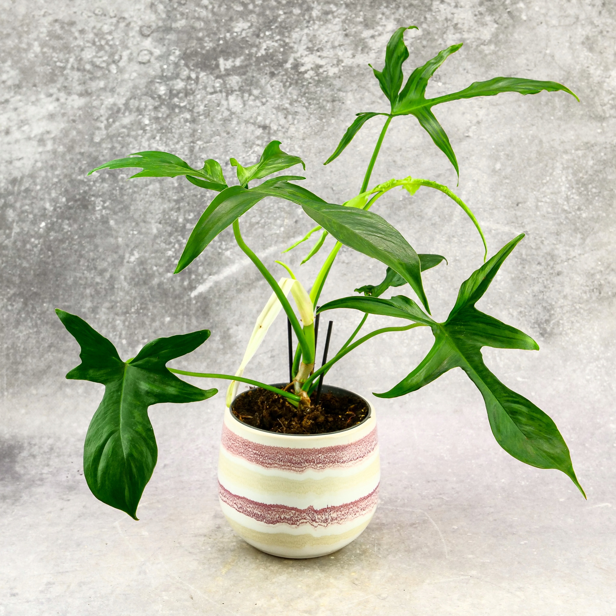 Top 5 Tips for Thriving Philodendron Pedatum Plants