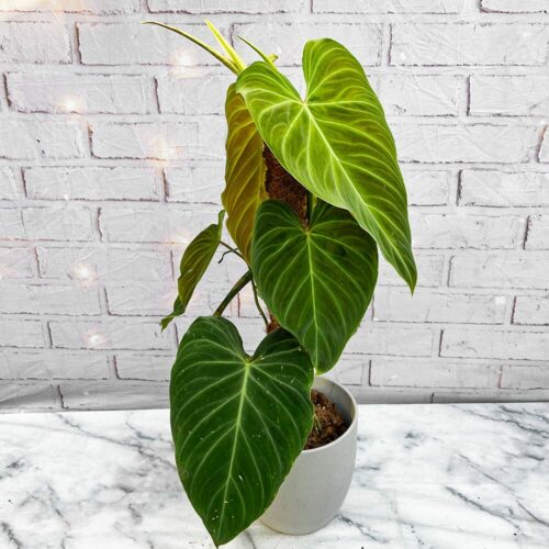 7 Essential Tips for Philodendron Splendid Care: Thrive Easily!