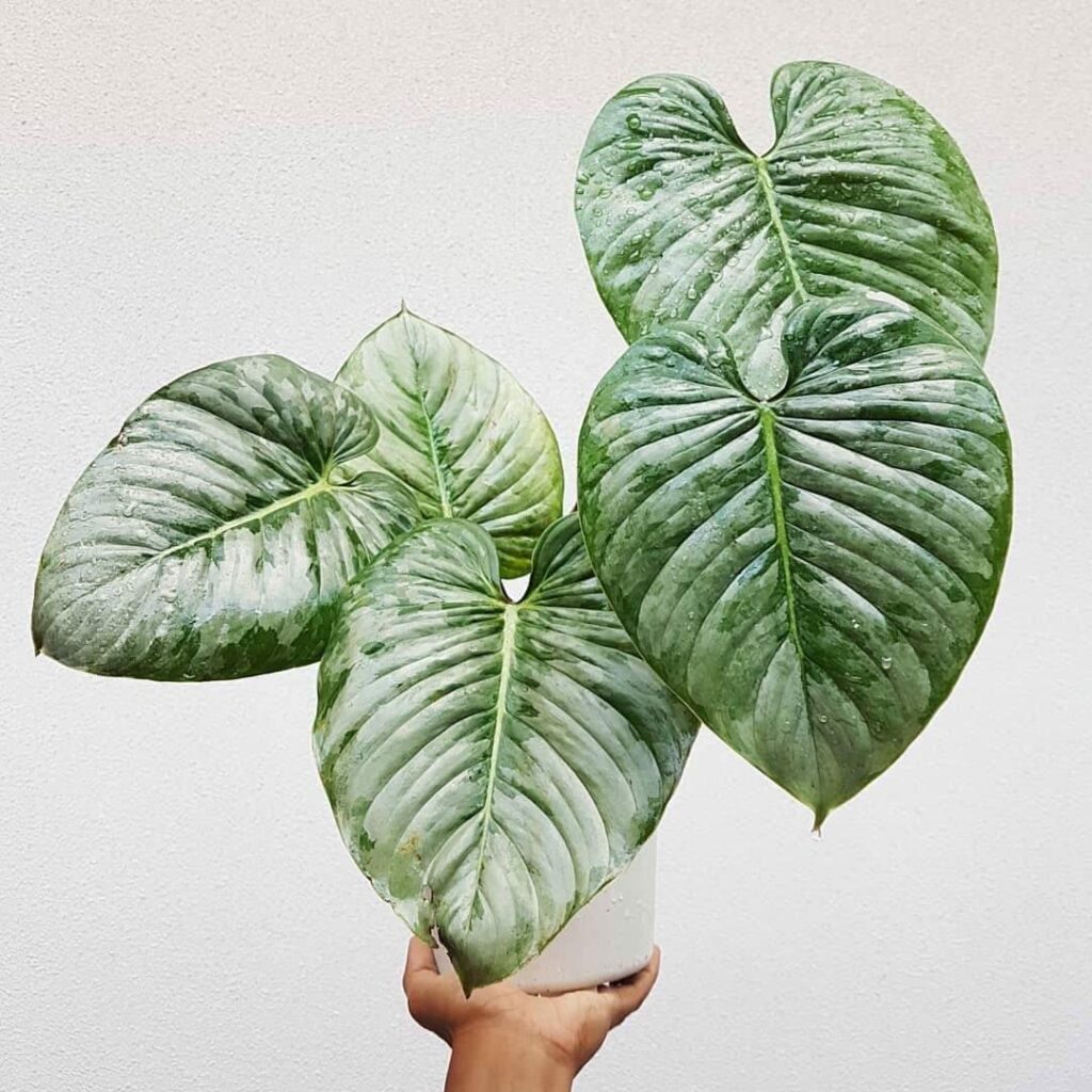 Philodendron mamei Silver Cloud:The Ultimate Guide to Growing and Care