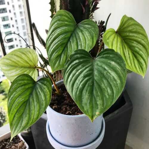 Philodendron mamei Silver Cloud:The Ultimate Guide to Growing and Care