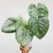 Philodendron mamei Silver Cloud:The Ultimate Guide to Growing and Care