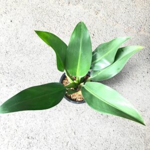 Philodendron Martianum Care Guide: Tips, Tricks&Propagation Techniques