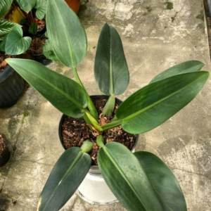 Philodendron Martianum Care Guide: Tips, Tricks&Propagation Techniques