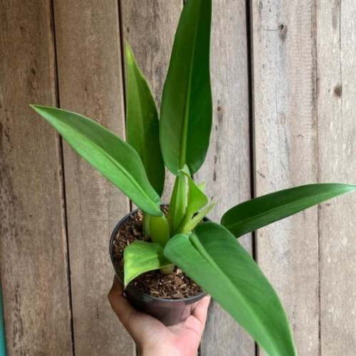 Philodendron Martianum Care Guide: Tips, Tricks&Propagation Techniques