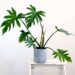 7 Must-Know Tips for Thriving Philodendron Mayoi Plants