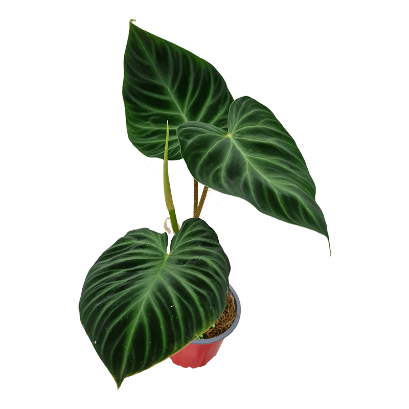 Mastering Philodendron Verrucosum Care for Indoor Gardening