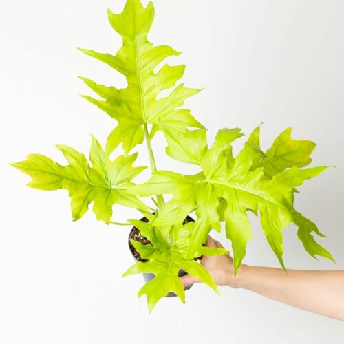 7 Amazing Facts About Philodendron Warszewiczii Flavum