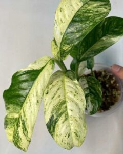 Unveiling Rhaphidophora Puberula Variegated: A Detailed Guide