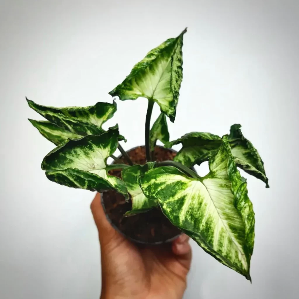 Syngonium Godzilla: The Ultimate Care Guide for This Indoor Plant