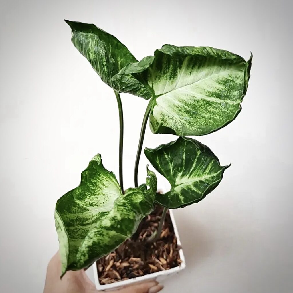 Syngonium Godzilla: The Ultimate Care Guide for This Indoor Plant