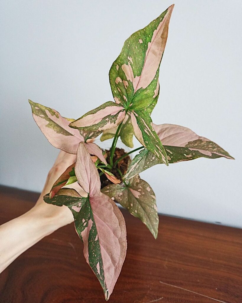 5 Must-Know Care Tips for Your Syngonium Pink Splash