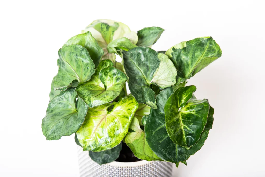 Growing Syngonium T24: Expert Tips on Care, Growth and Benefits