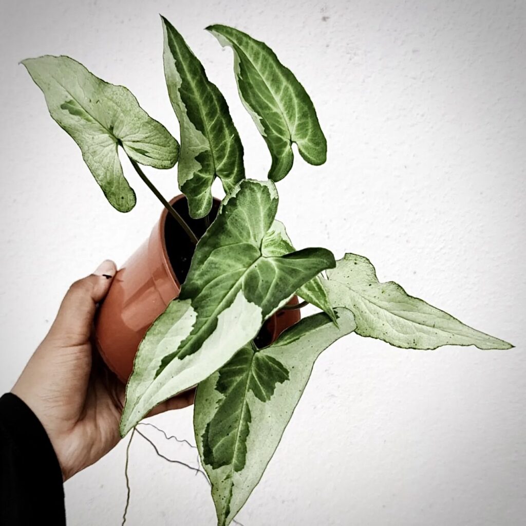 5 Amazing Facts About Syngonium Three Kings: A Must-Have Plant!