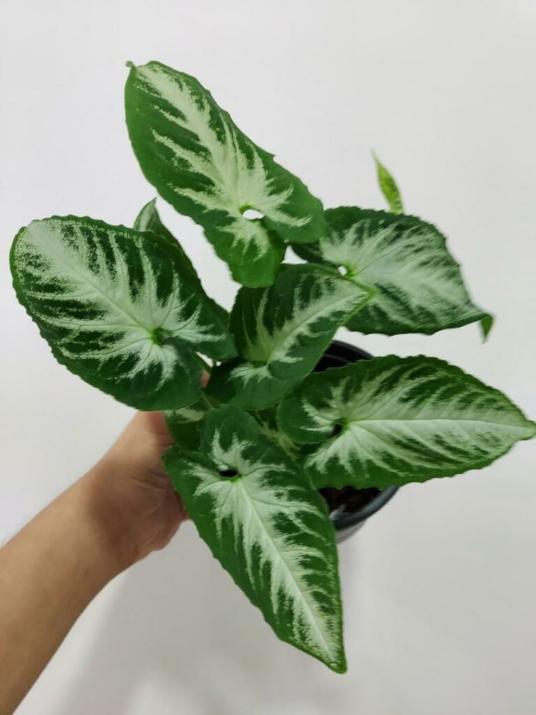 5 Amazing Facts About Syngonium Wendlandii Southern Star