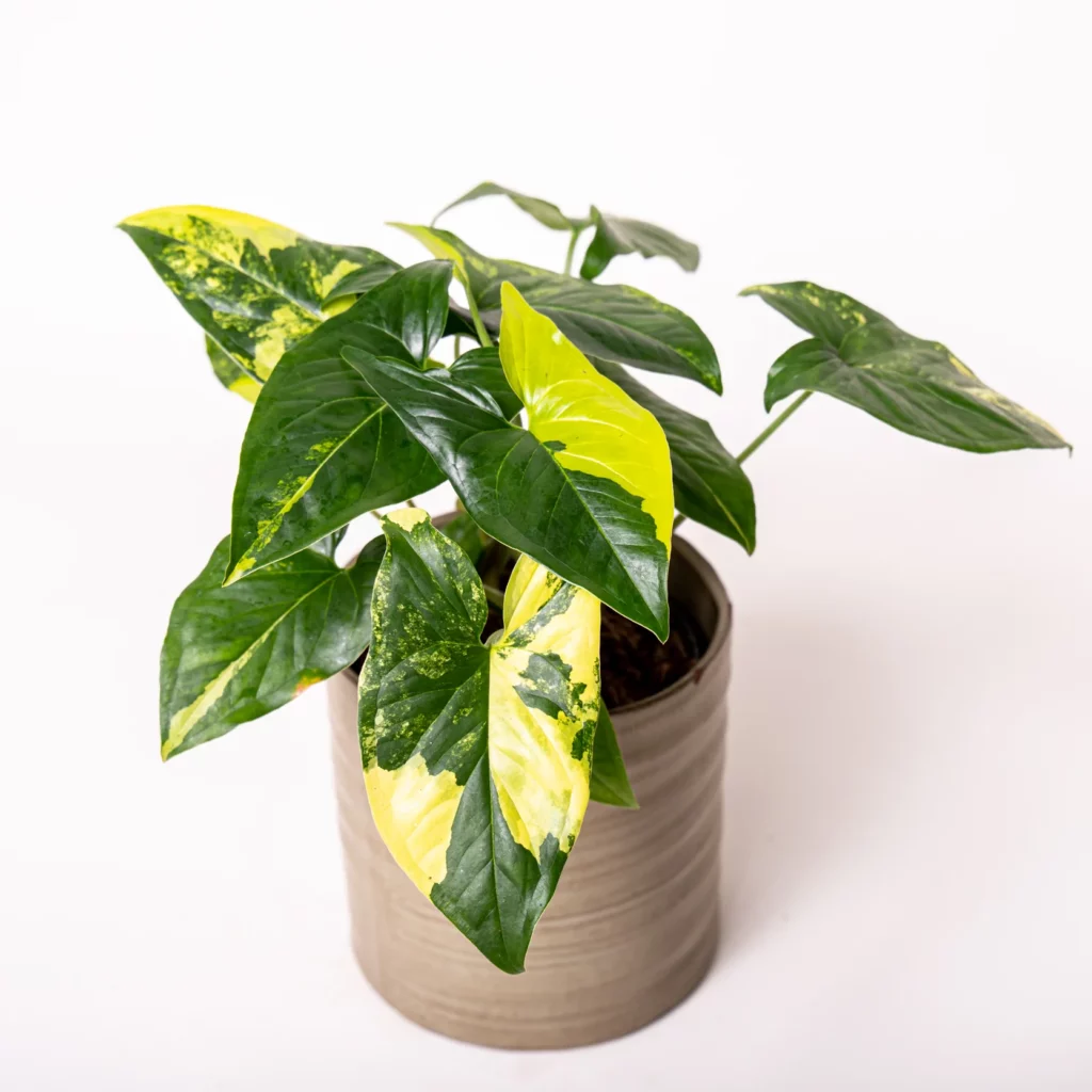 Syngonium Aurea Variegated: A Green Thumb's Delight
