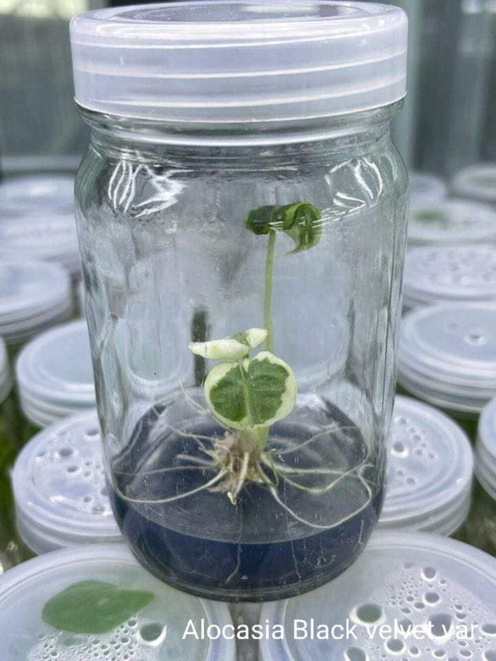 Aroid Tissue Culture: The Key to Rapid Propagation & Healthy Plants