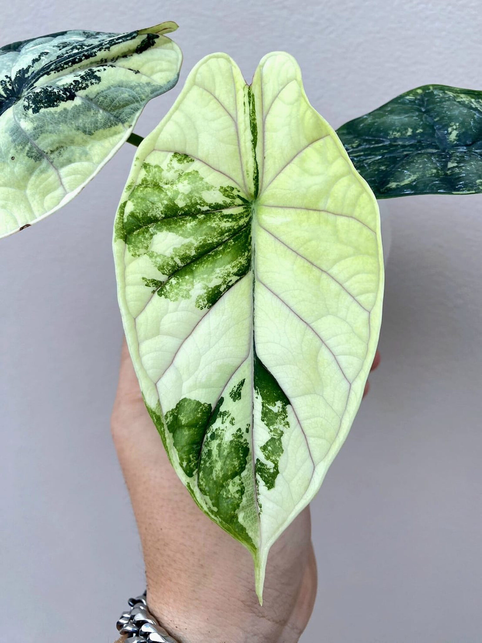 Buy Tissue Culture Alocasia Dragon Scale Albo Variegated | Greenboog