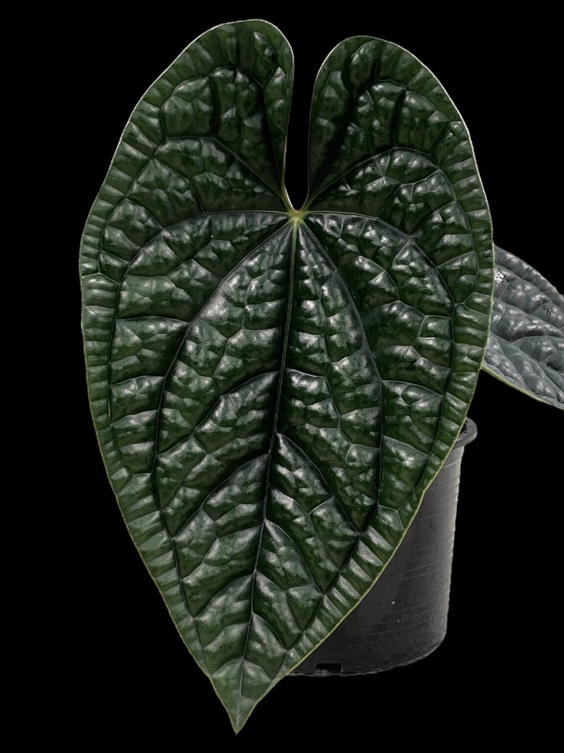 Rare Anthurium Renaissance Variegated: A Collector's Gem