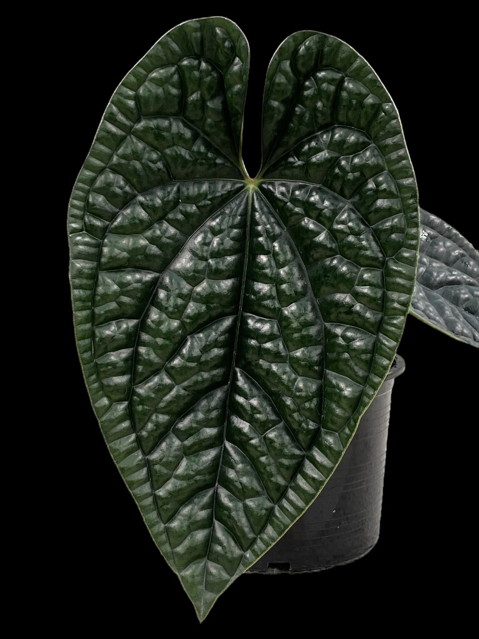 Rare Anthurium Renaissance Variegated: A Collector's Gem