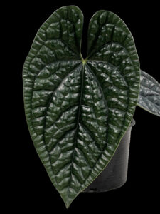Rare Anthurium Renaissance Variegated: A Collector's Gem