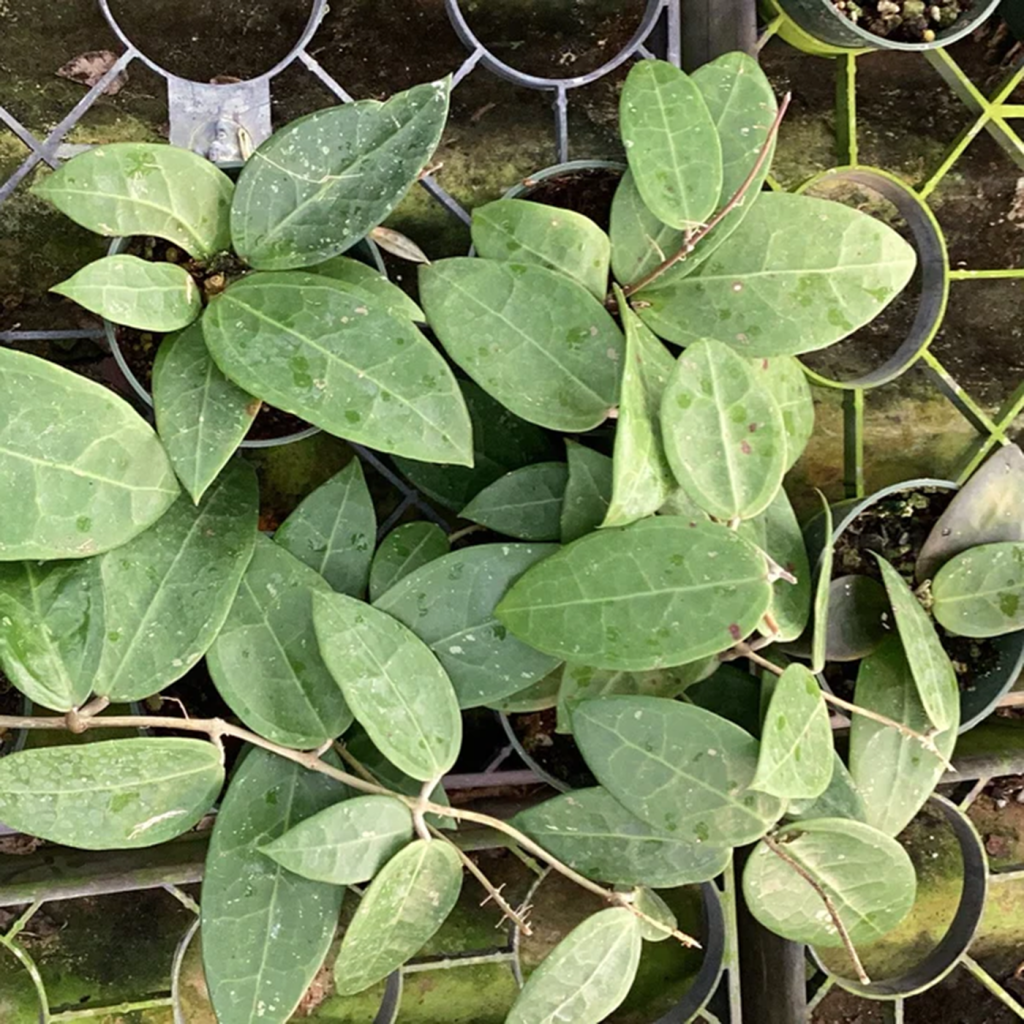 Buy Hoya AH 026 - 1" Pot | Greenboog's Hoya Rooted Cuttings Collection