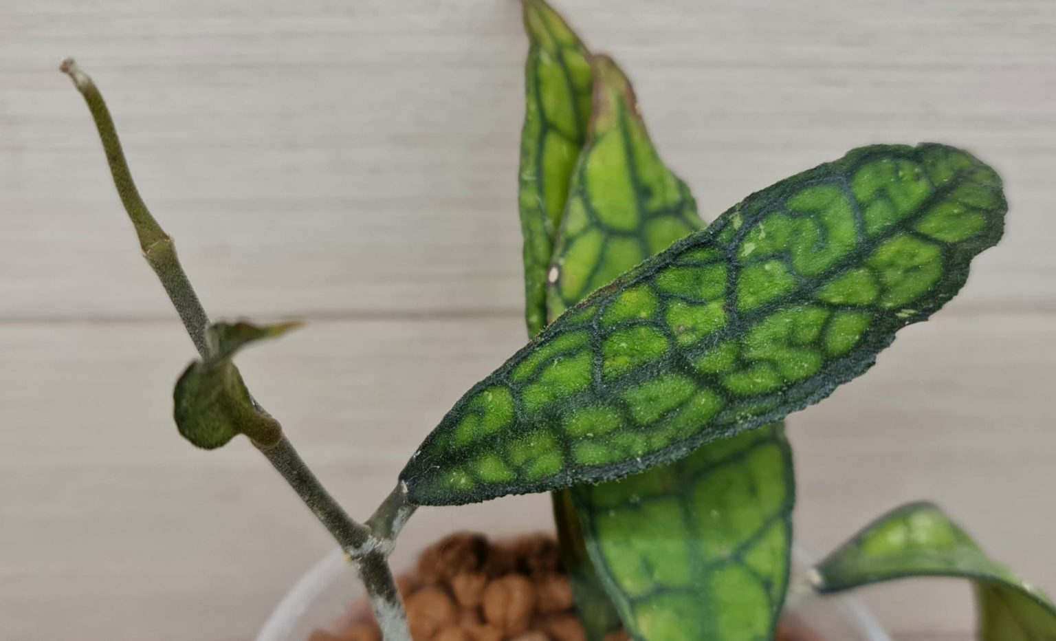 Buy Hoya AH 0734 - 1" Pot | Greenboog's Hoya Rooted Cuttings Collection