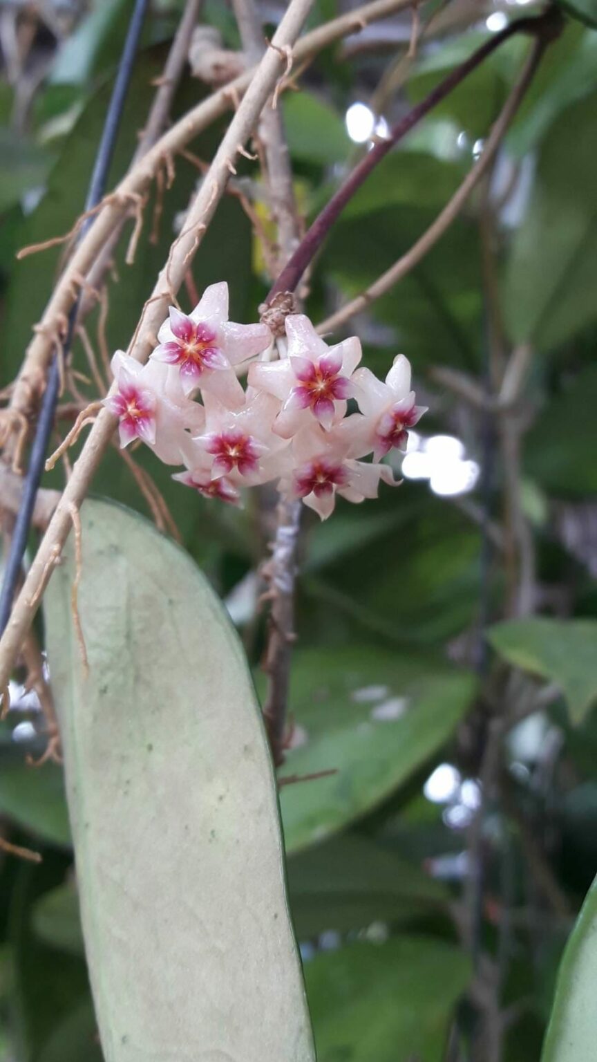 Exquisite Hoya Amoena | 4" Pot | Greenboog