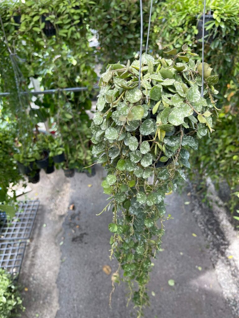10 x Hoya Curtisii Full Pot 4" pot wholesale | Buy Now