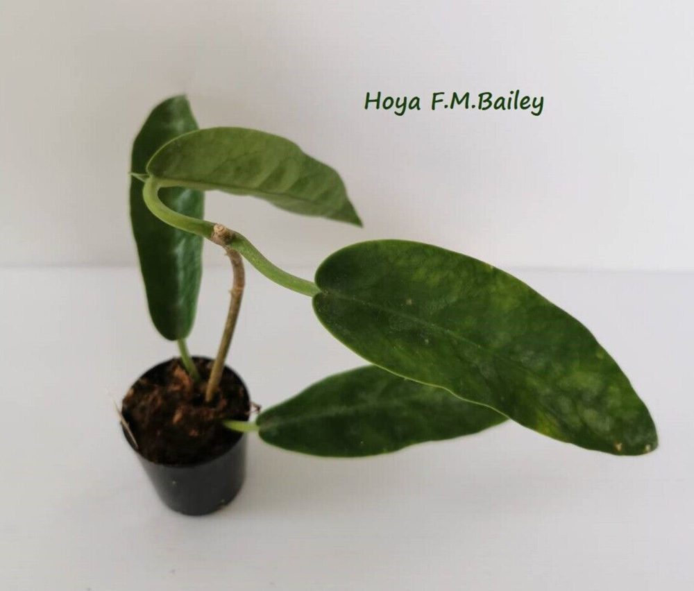 Rare Hoya F.M. Bailey for Sale | 1" Pot | Greenboog