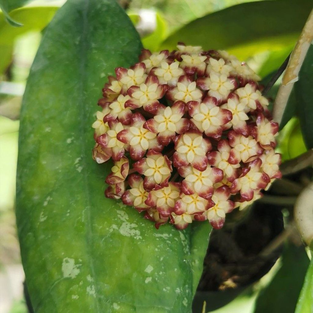 Rare Hoya Finlaysonii 'Dark' for Sale | 1" Pot | Greenboog