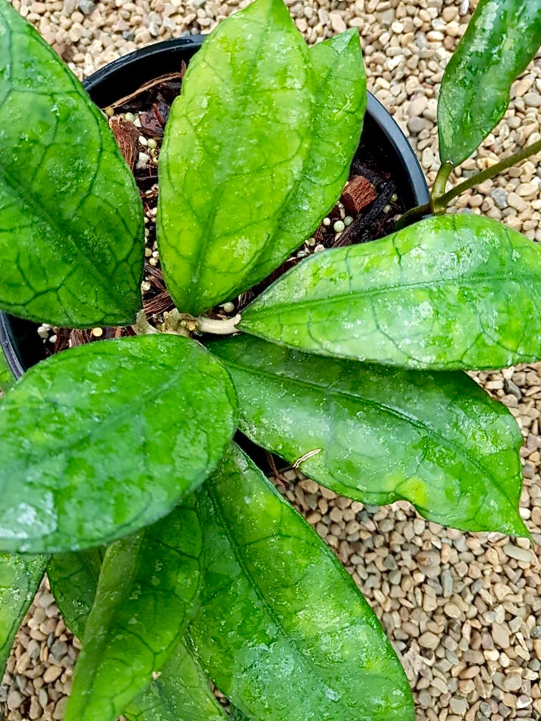 Rare Hoya Finlaysonii 'Malaysia Forest' for Sale | 1" Pot | Greenboog