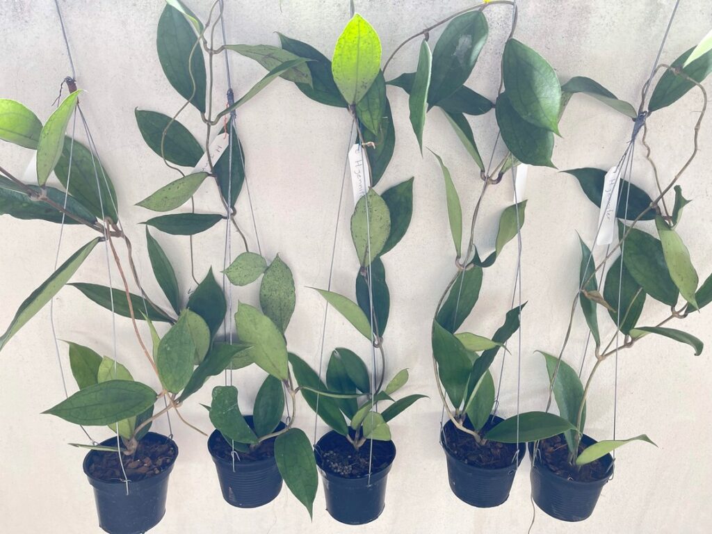 10 x Lọng size Hoya Jennifer | 4" pot wholesale for sale
