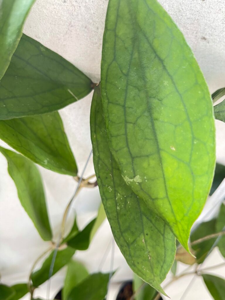 10 x Lọng size Hoya Jennifer | 4" pot wholesale for sale