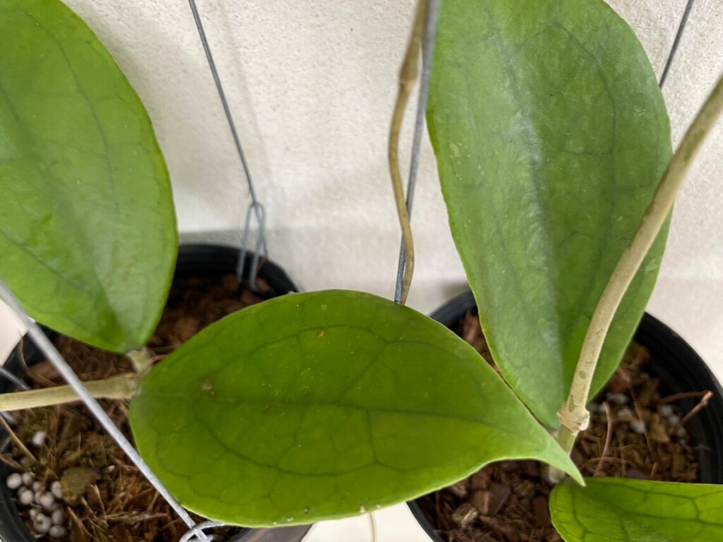 10 x Lọng size Hoya Jennifer | 4" pot wholesale for sale